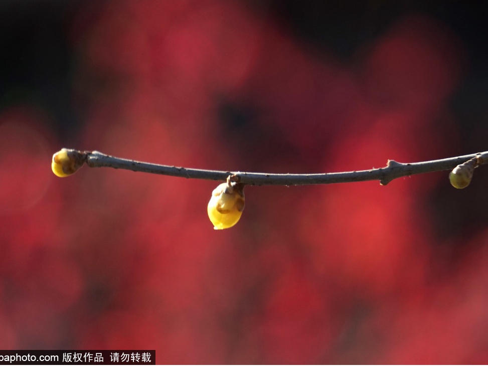 Appreciate Wintersweet Blossom at Grand View Garden